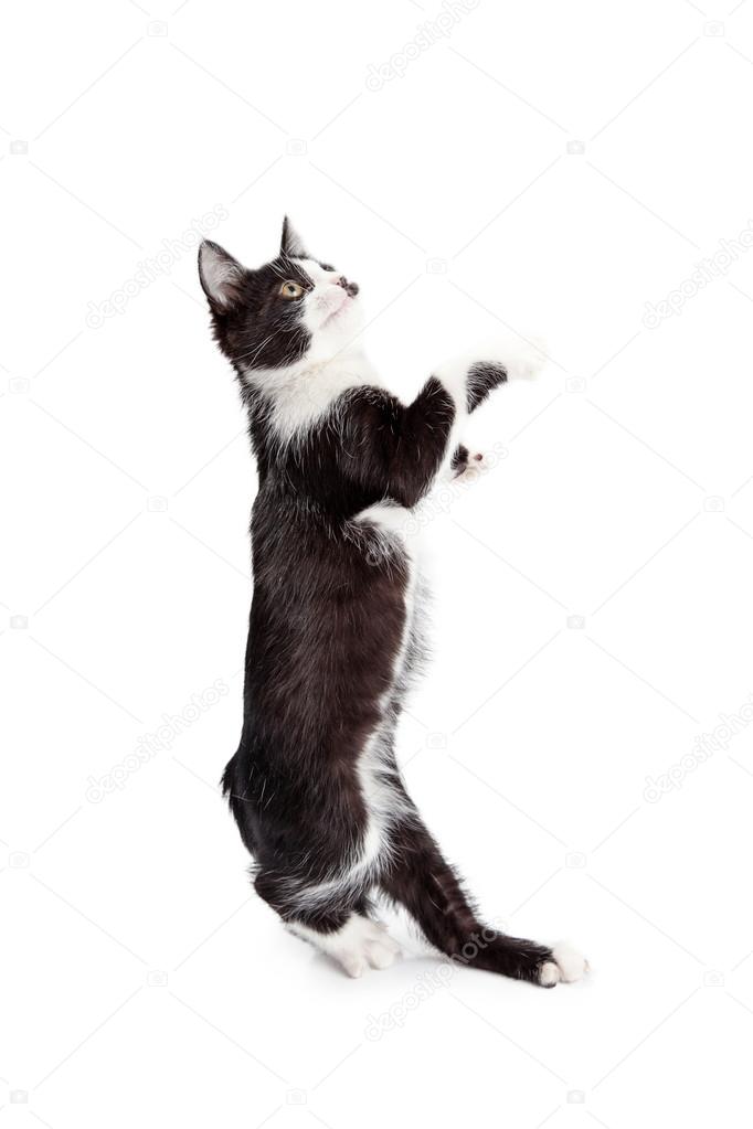 Kitten Standing Up