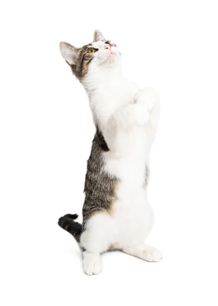 Imágenes de Gato rogando libres de derechos | Depositphotos