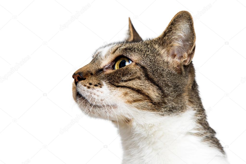 Cat Looking To The Left