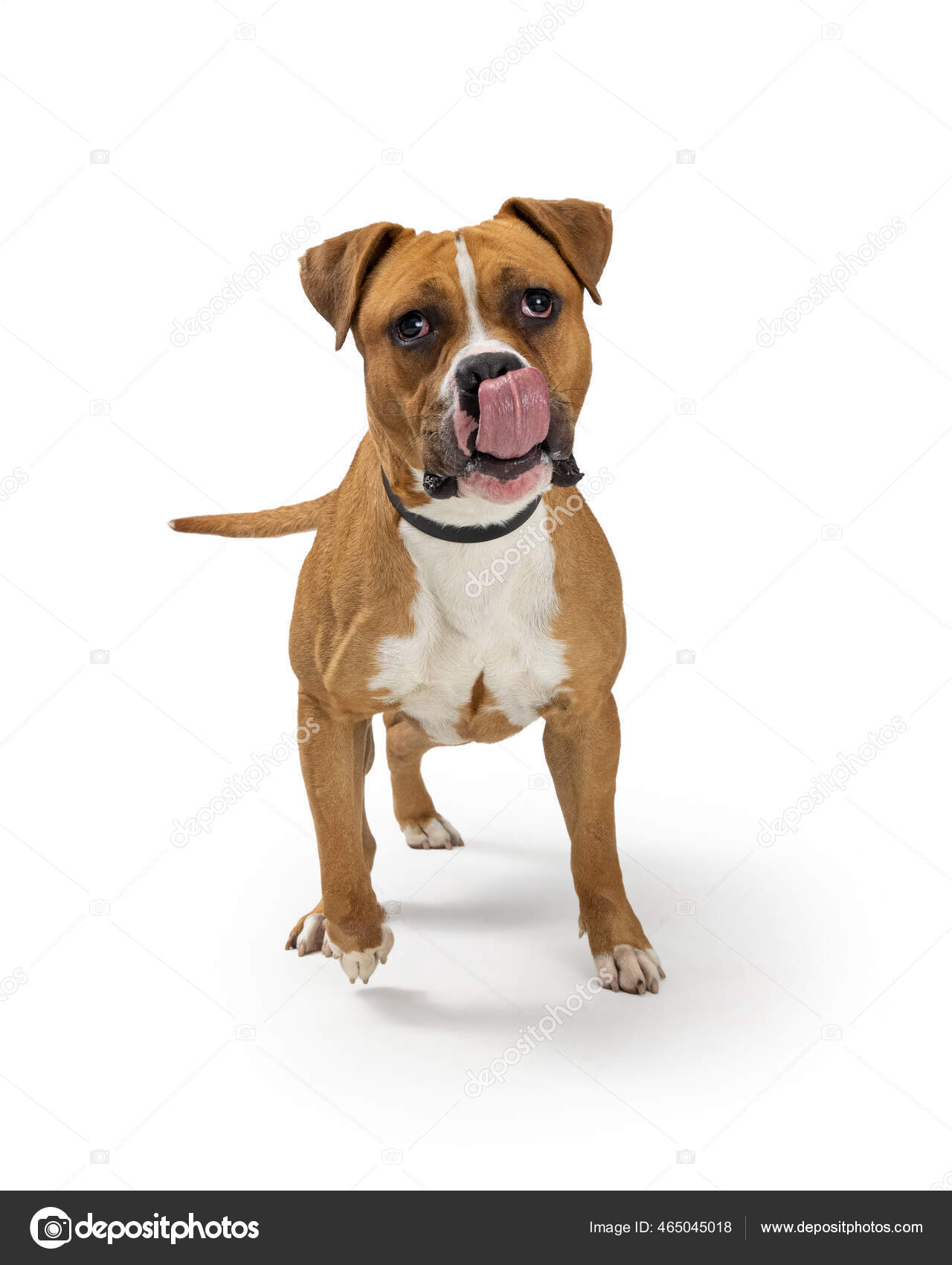 Boxer Puppy Sticking Tongue Out