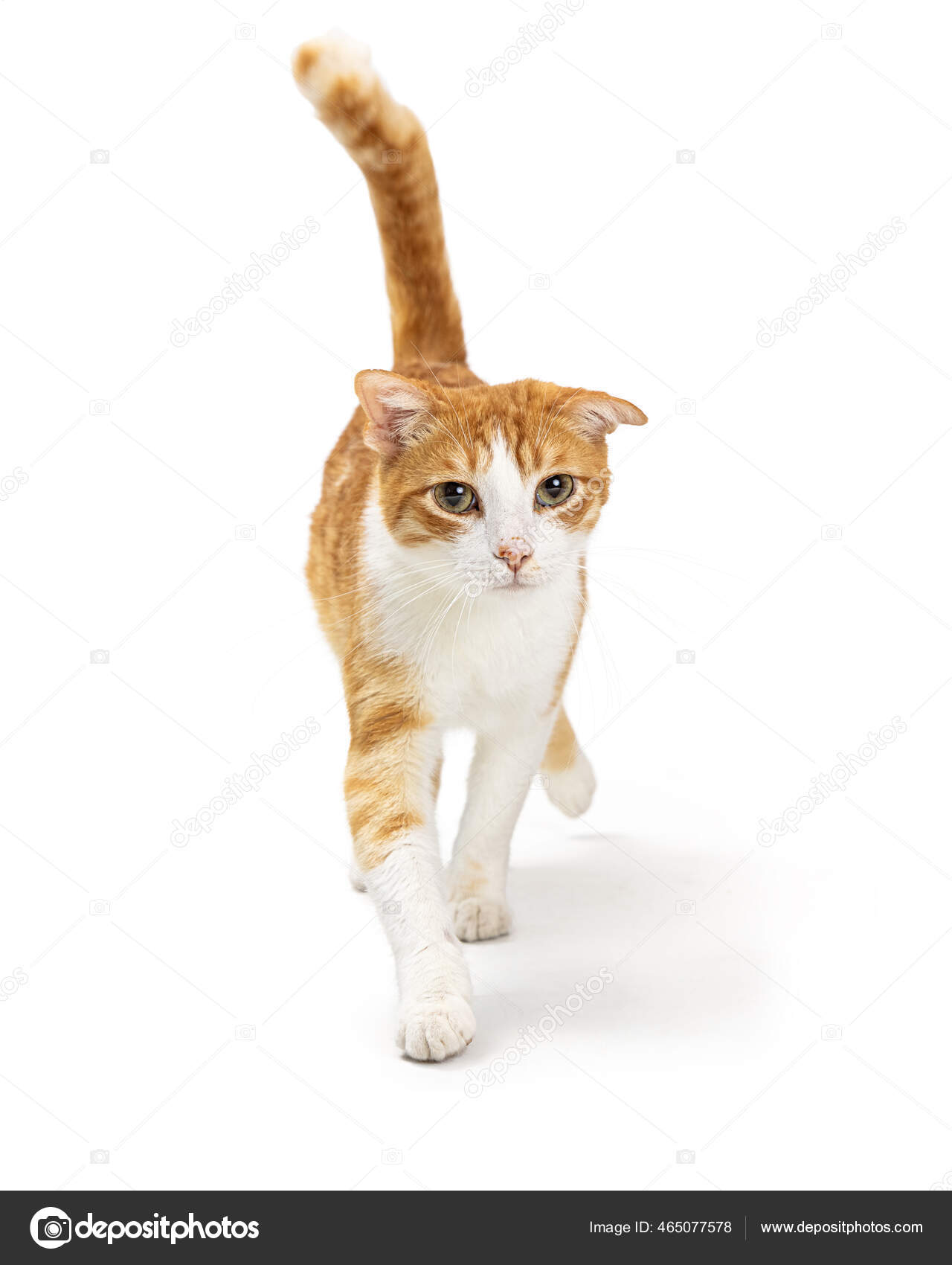 Young Orange White Tabby Cat Walking Forward Camera — Stock Photo ...