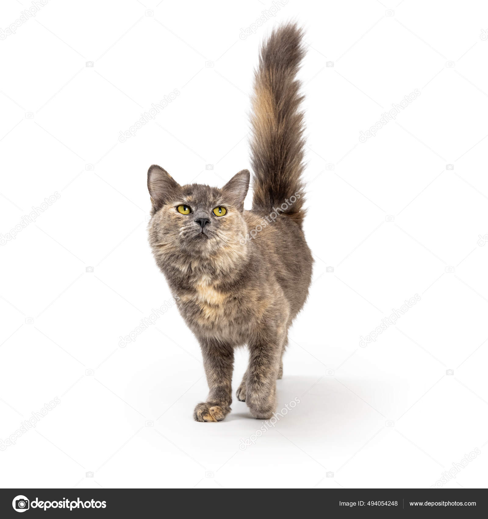 Dilute Tortoiseshell Kittens