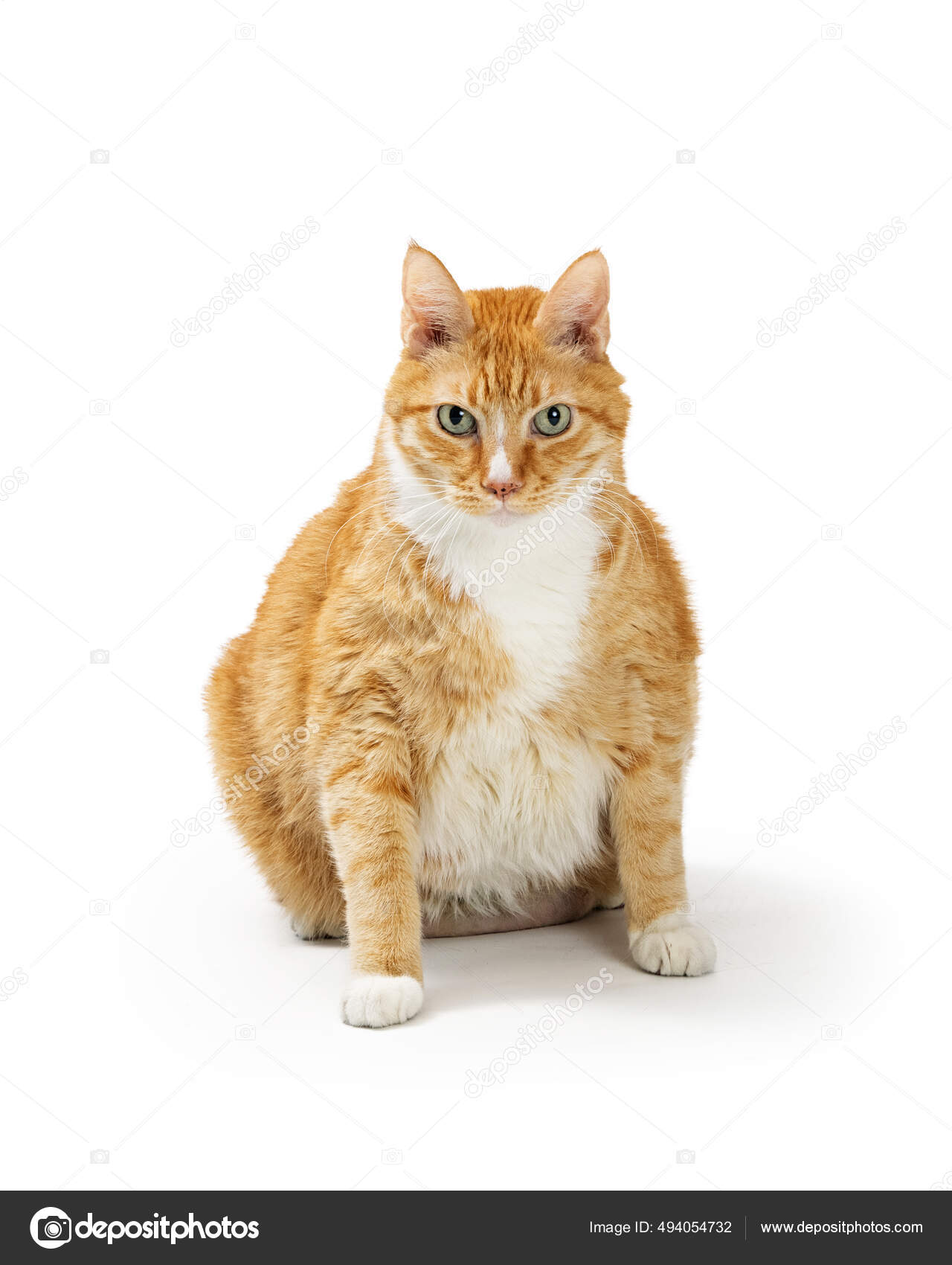 Tabby Katt Lifelike Sitting Cat Tabby : Amazon.co.uk: Garden