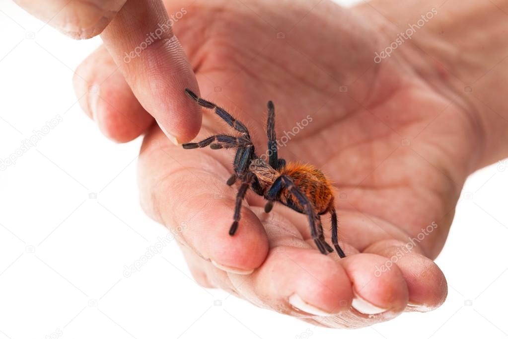 Tame Tarantula Spider in Hand Stock Photo by ©adogslifephoto 54649809