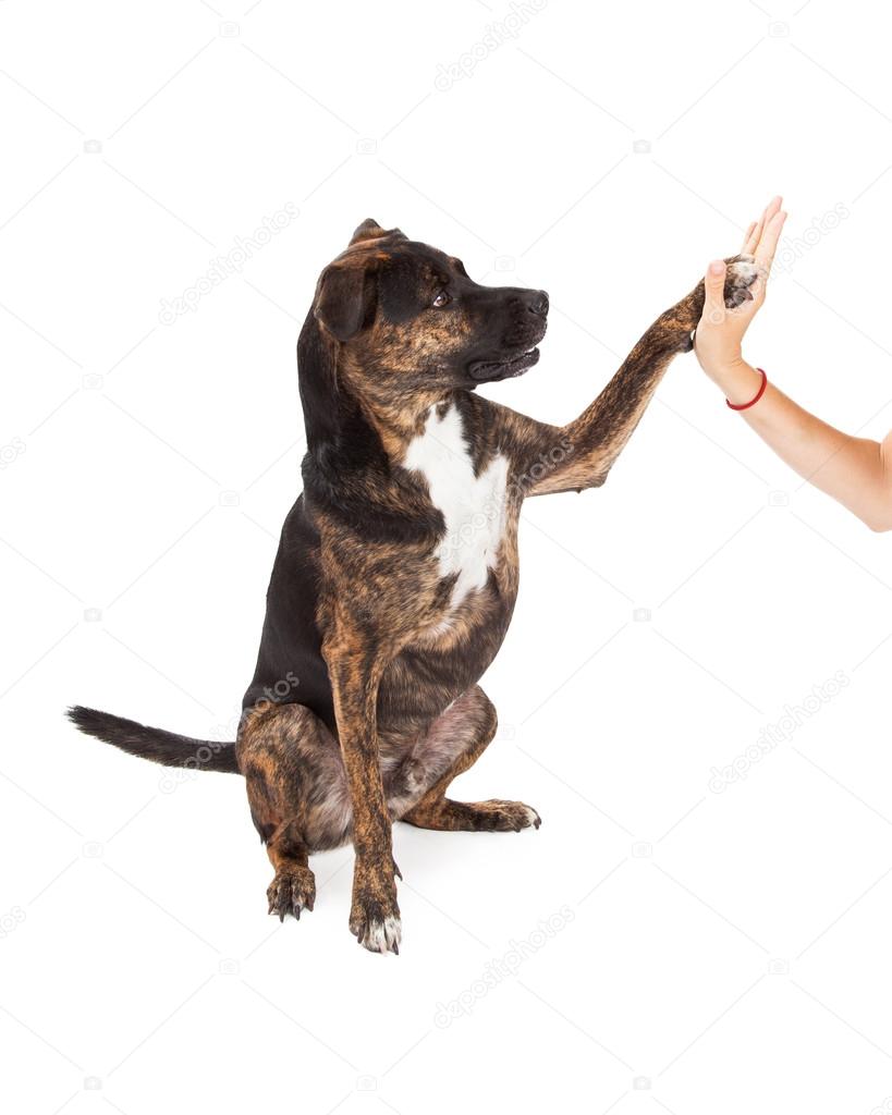 Large Brindle Dog High Five Stock Photo by ©adogslifephoto 55013469