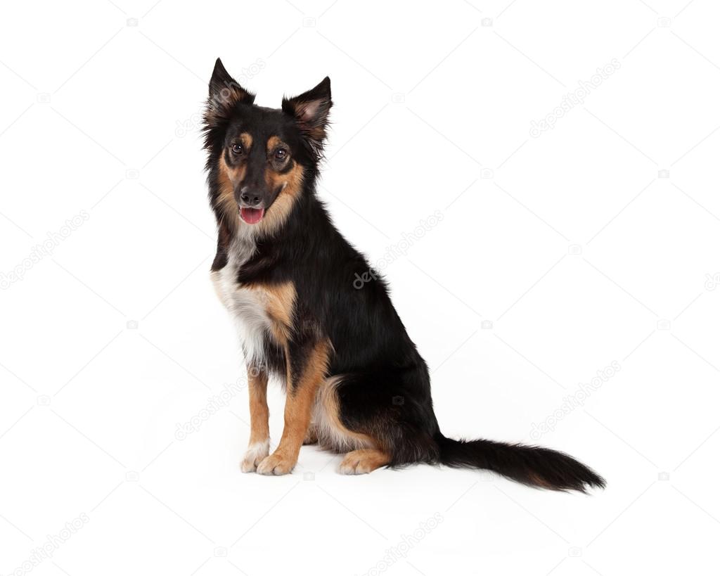 Frontière noire et bronzée Collie Crossbreed image libre de droit par ...