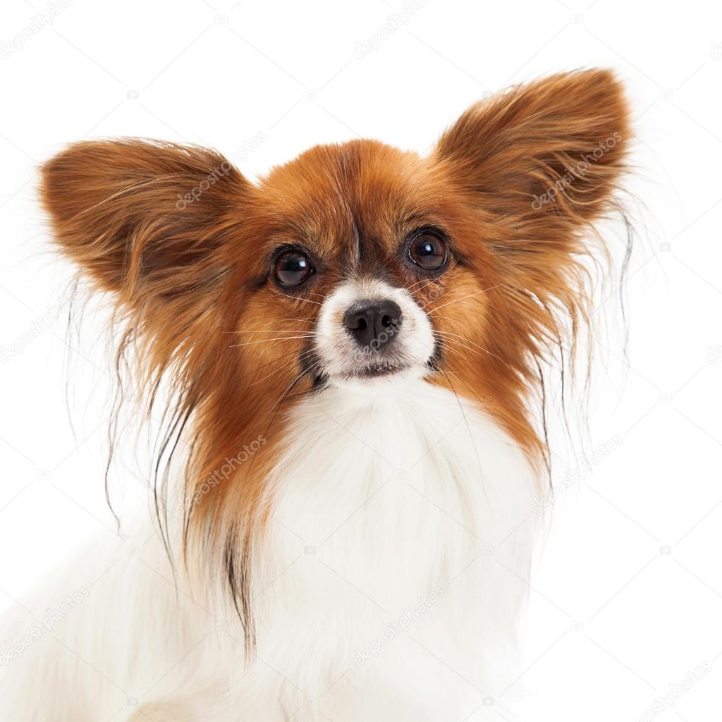 Papillon Mix Dog