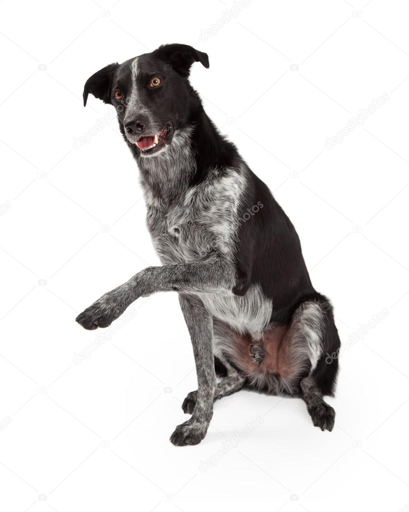 Border Collie Paw Shake Stock Photo by ©adogslifephoto 55334833