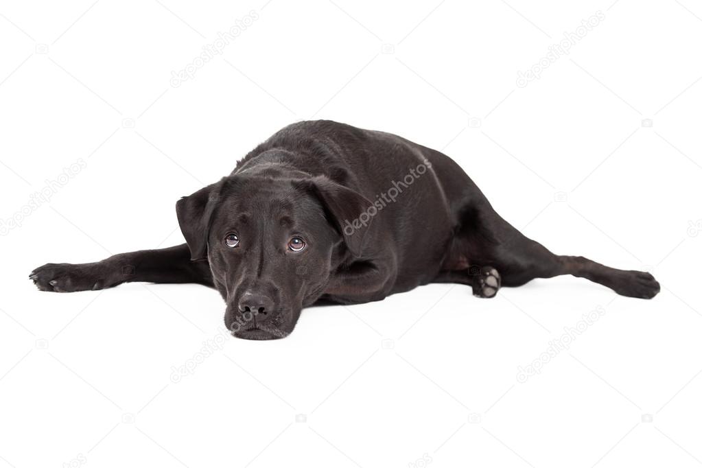 Sad Labrador Retriever Dog Laying Stock Photo by ©adogslifephoto 56595583