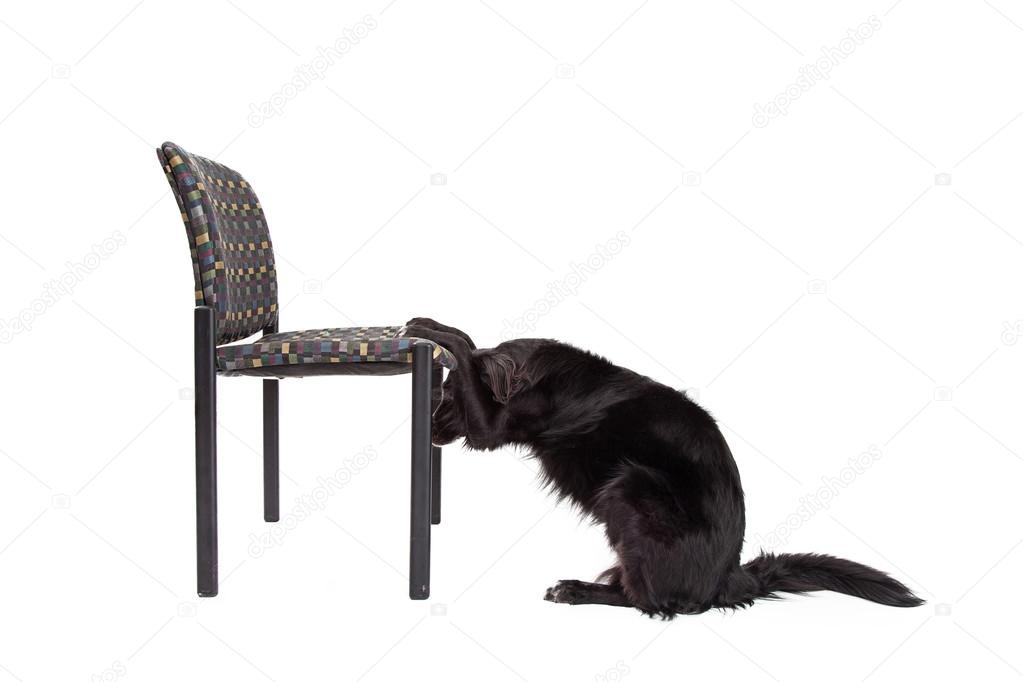 Border Collie Mix Praying on Chair Stock Photo by ©adogslifephoto 57100685