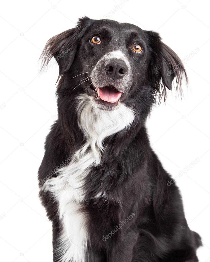 Border Collie Mix Breed Dog Stock Photo by ©adogslifephoto 57101293