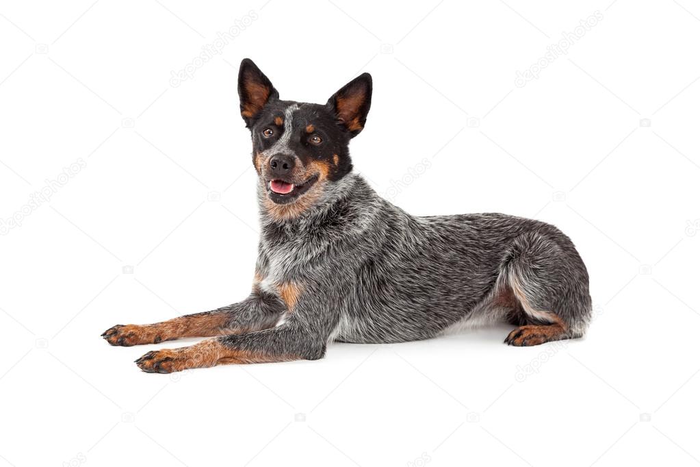 Types Of Cattle Dogs