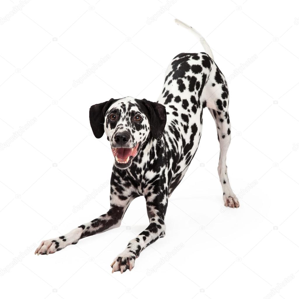 Playful Dalmatian Dog Bowing Stock Photo by ©adogslifephoto 57109323