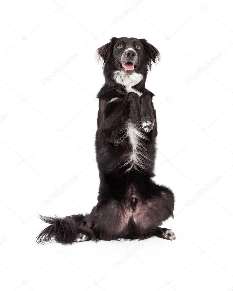 Well Trained Border Collie Mix Breed Dog Begging Stock Photo by ...