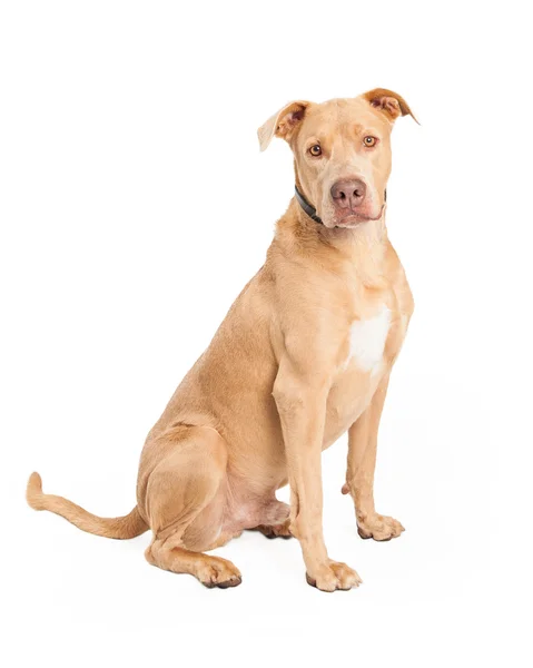 Rhodesian Ridgeback Red Nose Pitbull Mix