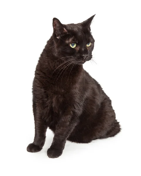 Black Cat, close-up portrait Stock Photo by ©FotoJagodka 10125439