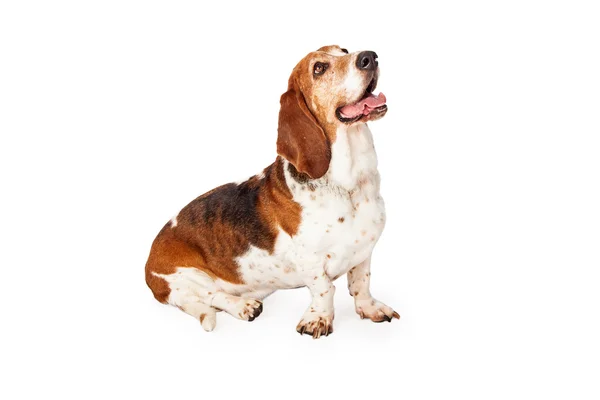 Basset Hound Dog with ears flying back Stock Photo by ©adogslifephoto ...