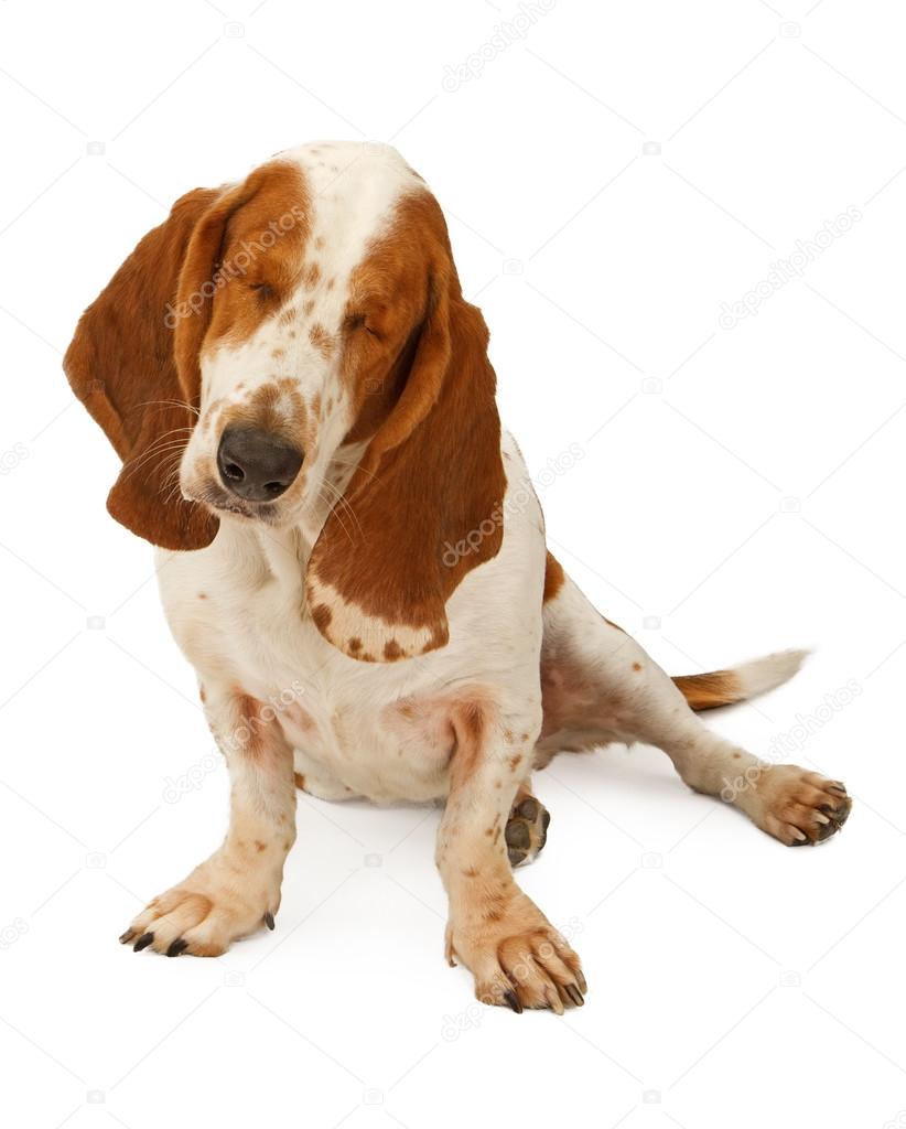 Razas Mixtas De Basset Hound