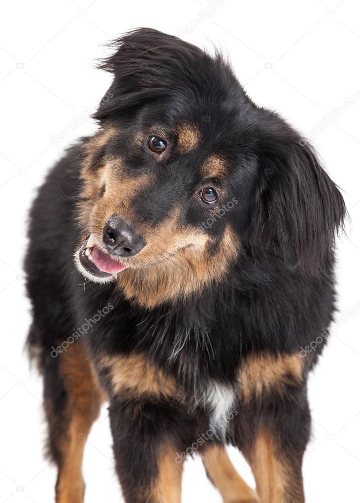 What Does An English Shepherd Look Like