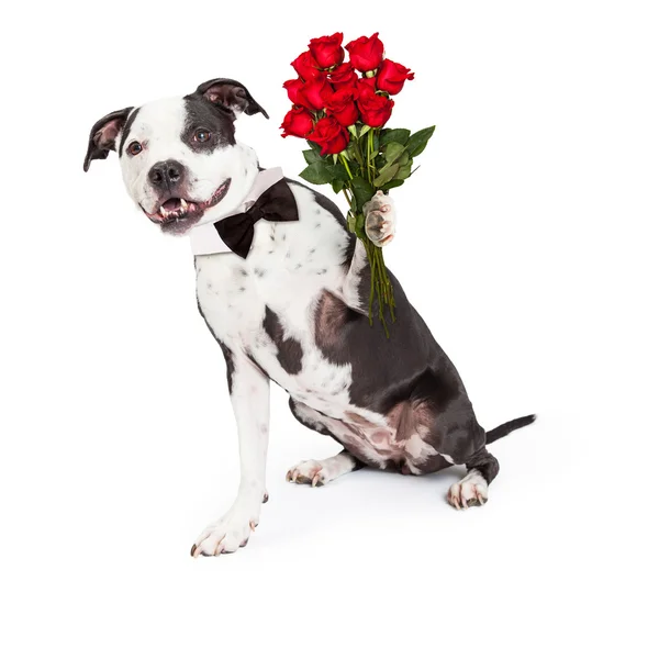 Animal holding rose Stock Photos, Royalty Free Animal holding rose ...