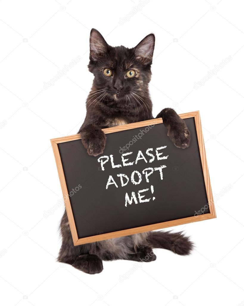 Kitten Holding Adopt Me Sign — Stock Photo © adogslifephoto #63412899
