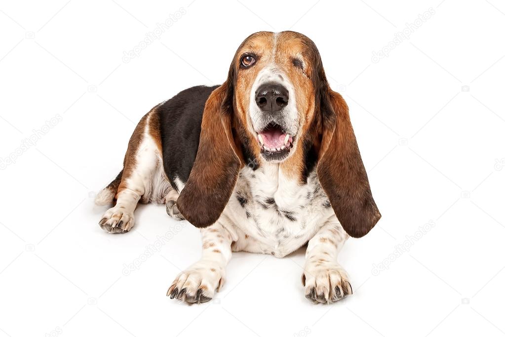 Can A Dog Be Happy With One Eye