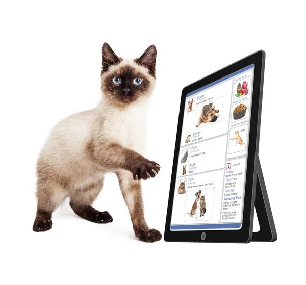 La Mejor Foto De Gato En Internet