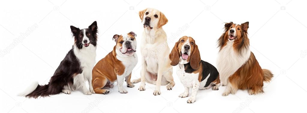 Common Family Dogs Breeds Group Stock Photo by ©adogslifephoto 67010307
