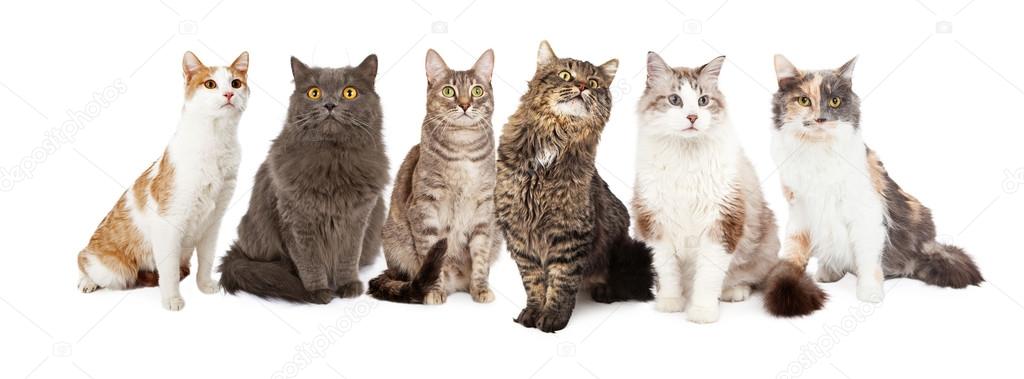 Six cats sitting together.