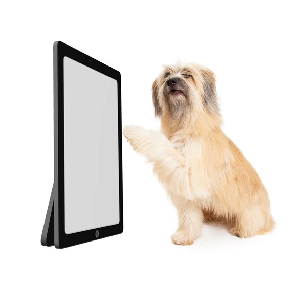 Dog computer — Stock Photo © damedeeso #34959529