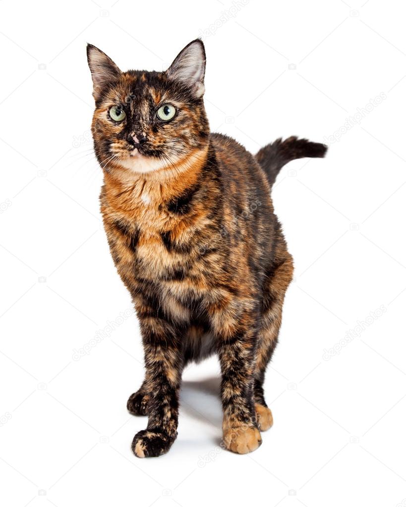 Calico Tabby Cat Mix