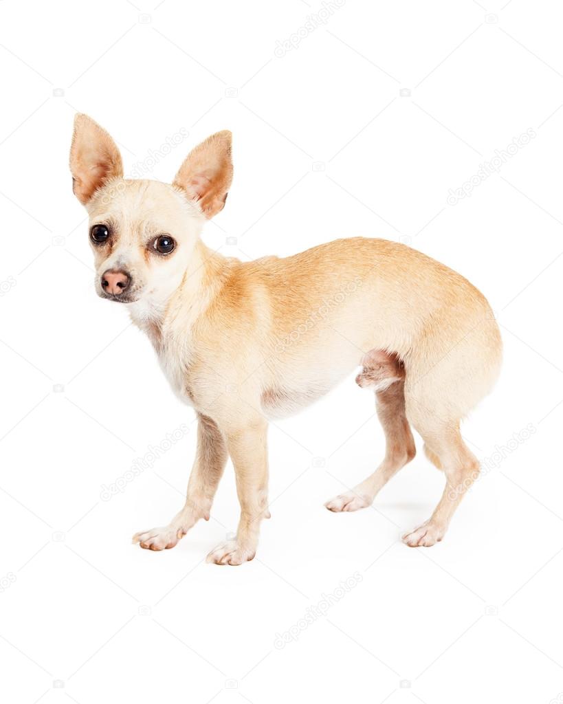 Scared Looking Chihuahua Dog — Stock Photo © adogslifephoto #71222481 Scared Looking Chihuahua Dog — Stock Photo © adogslifephoto #71222481