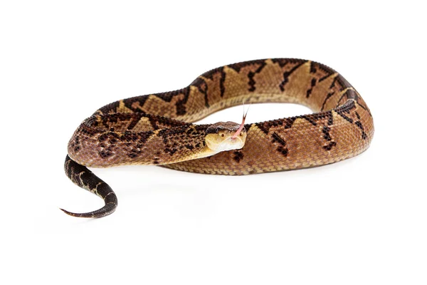 Black Headed Bushmaster Snake Bite