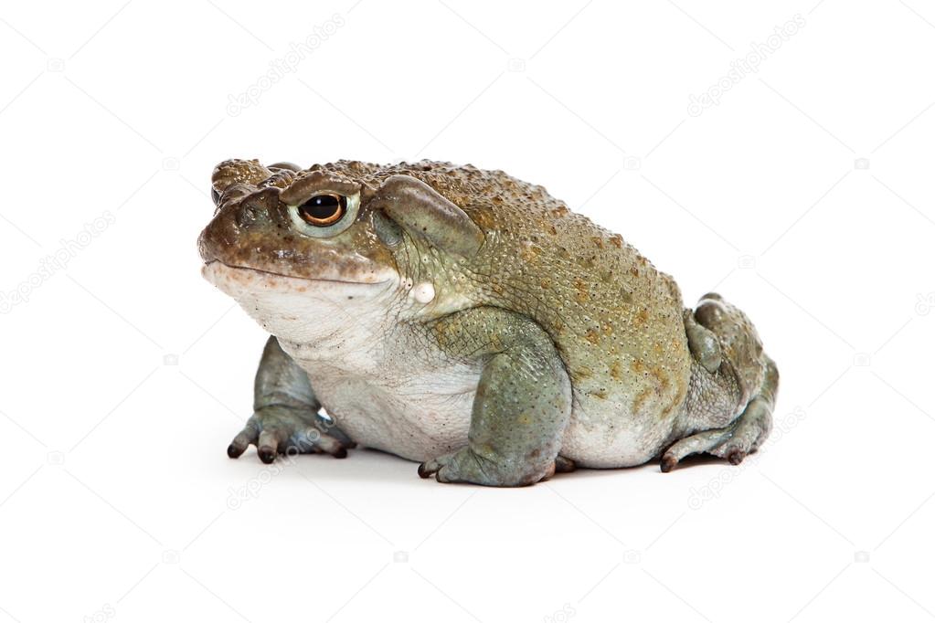 Giant Sonoran Desert Toad