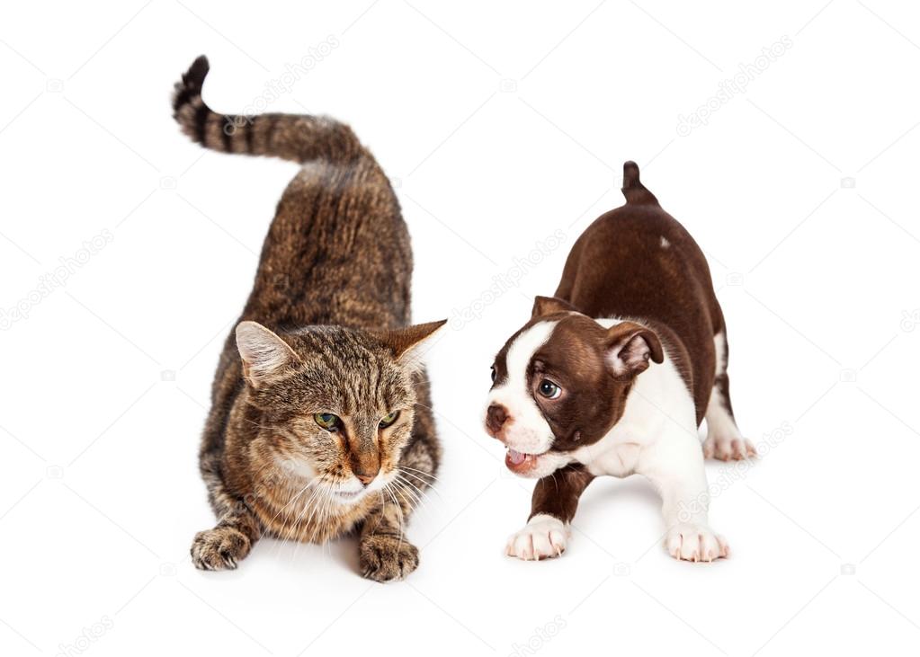 Are Boston Terrier Good Cats