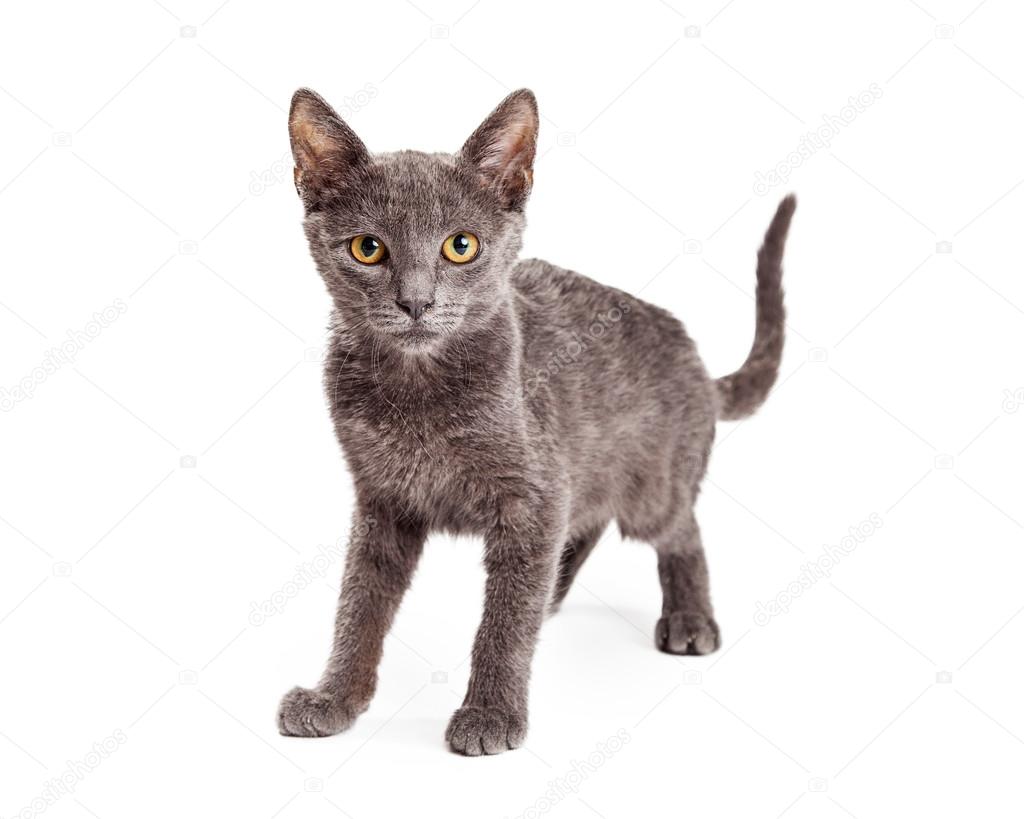 Grey Domestic Shorthair Kittens