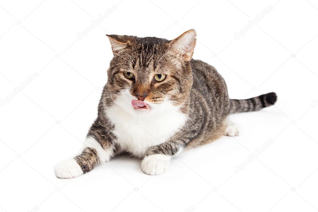 Tabby cat licking lips Stock Photo by ©adogslifephoto 81913666