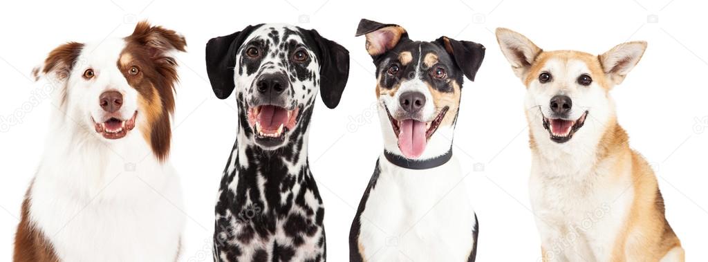 Fotos de Diferentes razas de perros, Imágenes de Diferentes razas de ...
