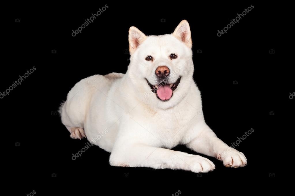White Akita dog Stock Photo by ©adogslifephoto 90407972