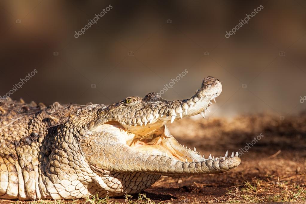Alligator Mouth Open Side View