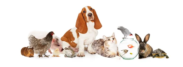 Pets collection Stock Photos, Royalty Free Pets collection Images ...