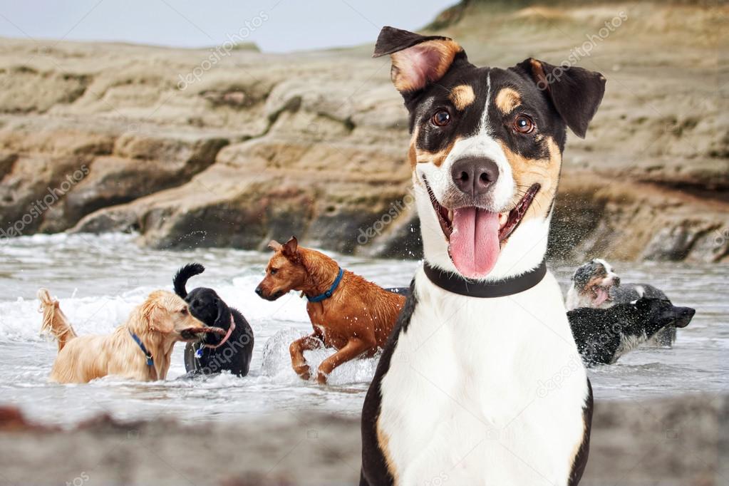 Dogs Having Fun At Dog Beach Stock Photo by ©adogslifephoto 94993768