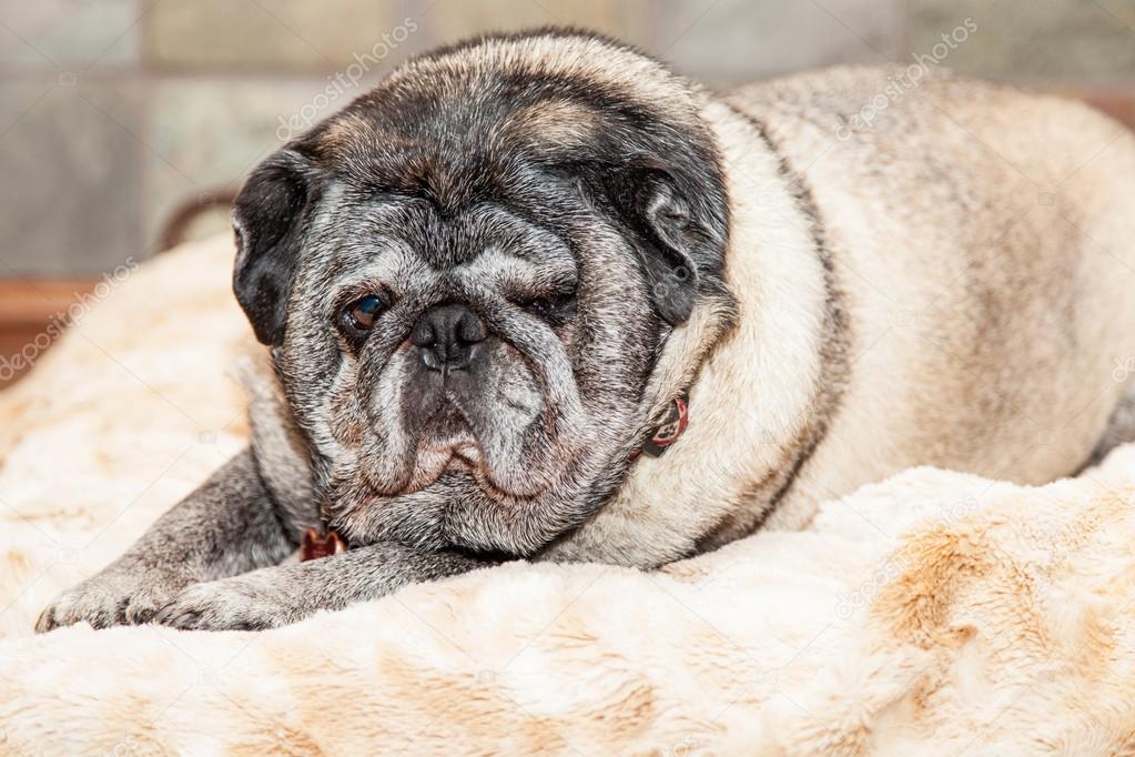 Pug breed dog — Stock Photo © adogslifephoto #96576540