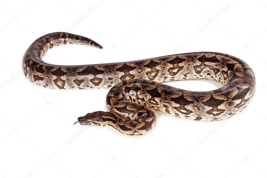 Dumeril's Boa snake Stock Photo by ©adogslifephoto 98244514