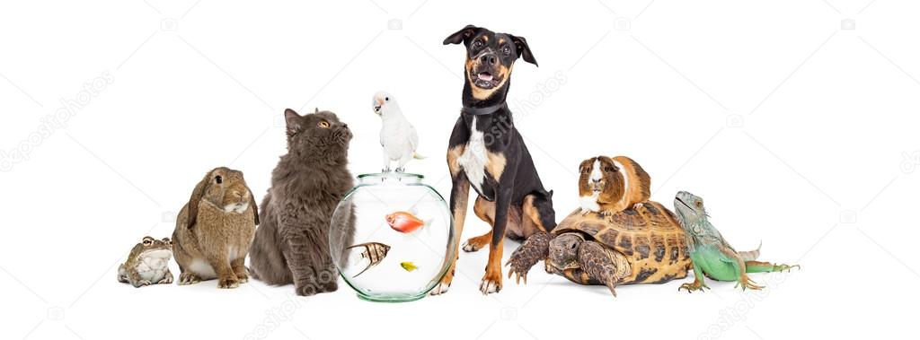 23,197 Group domestic animals Stock Photos | Free & Royalty-free Group ...