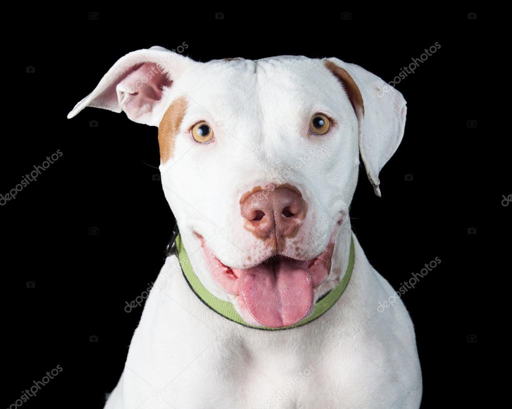 Fotografie: pitbull sorridente | Cane Pitbull con la bocca aperta ...