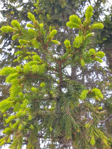 Sequoia sempervirens Stock Photos, Royalty Free Sequoia sempervirens ...