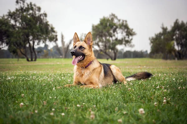 German shepherd guide dog Stock Photos, Royalty Free German shepherd ...