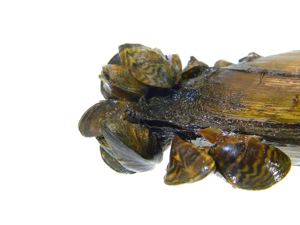 Quagga mussels Stock Photos, Royalty Free Quagga mussels Images ...