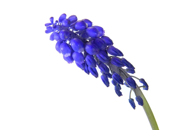 Jacinta triz Stock Photos, Royalty Free Jacinta triz Images | Depositphotos